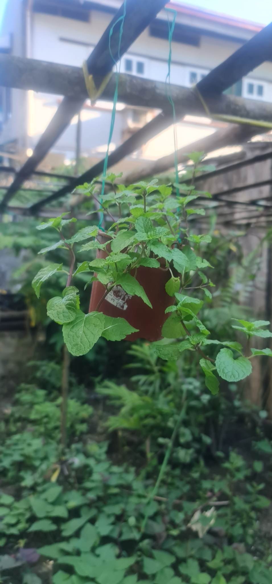 Dr. Gomba: The Natural Plantita