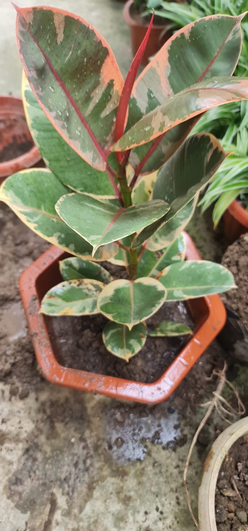 Dr. Gomba: The Natural Plantita - Samar State University